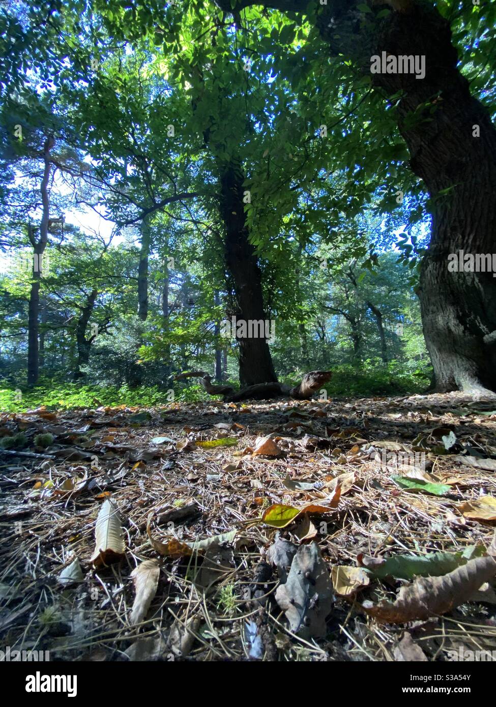 Sutton park Banque de photographies et d’images à haute résolution - Alamy