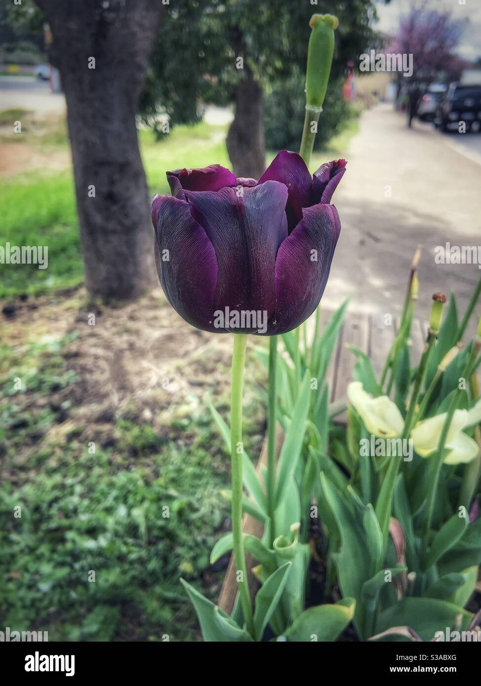 Tulipe noire Banque de photographies et d’images à haute résolution - Alamy