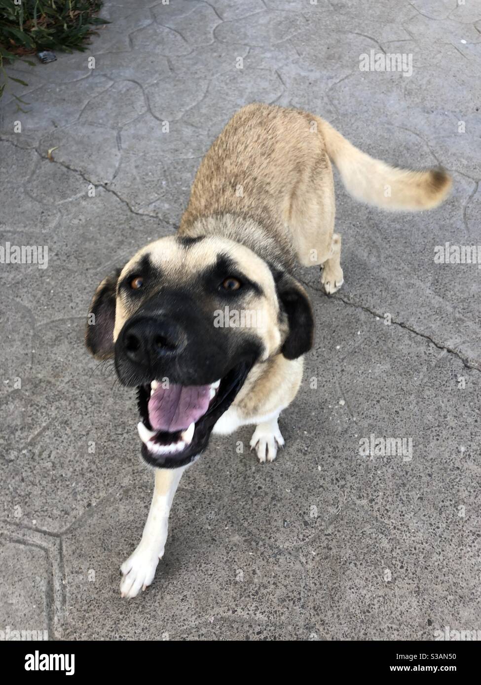Kangal turc Banque de photographies et d’images à haute résolution - Alamy