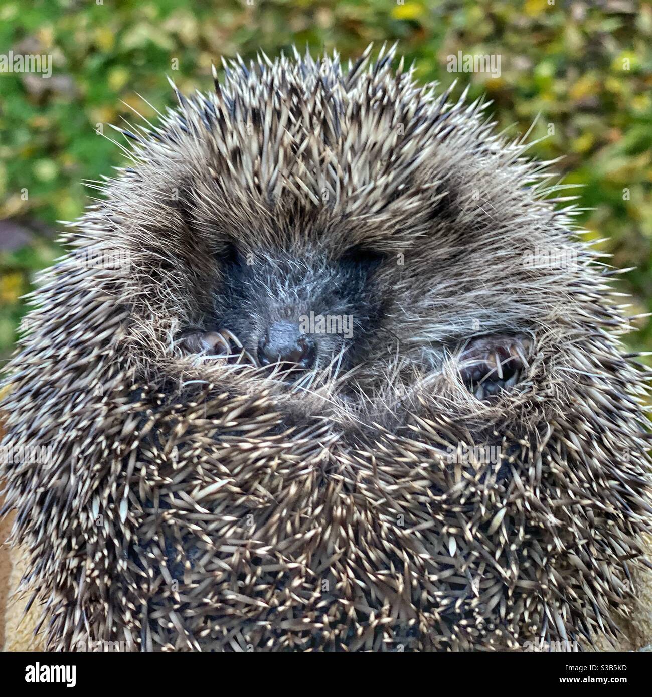 Curled up hedgehog Banque de photographies et d’images à haute ...