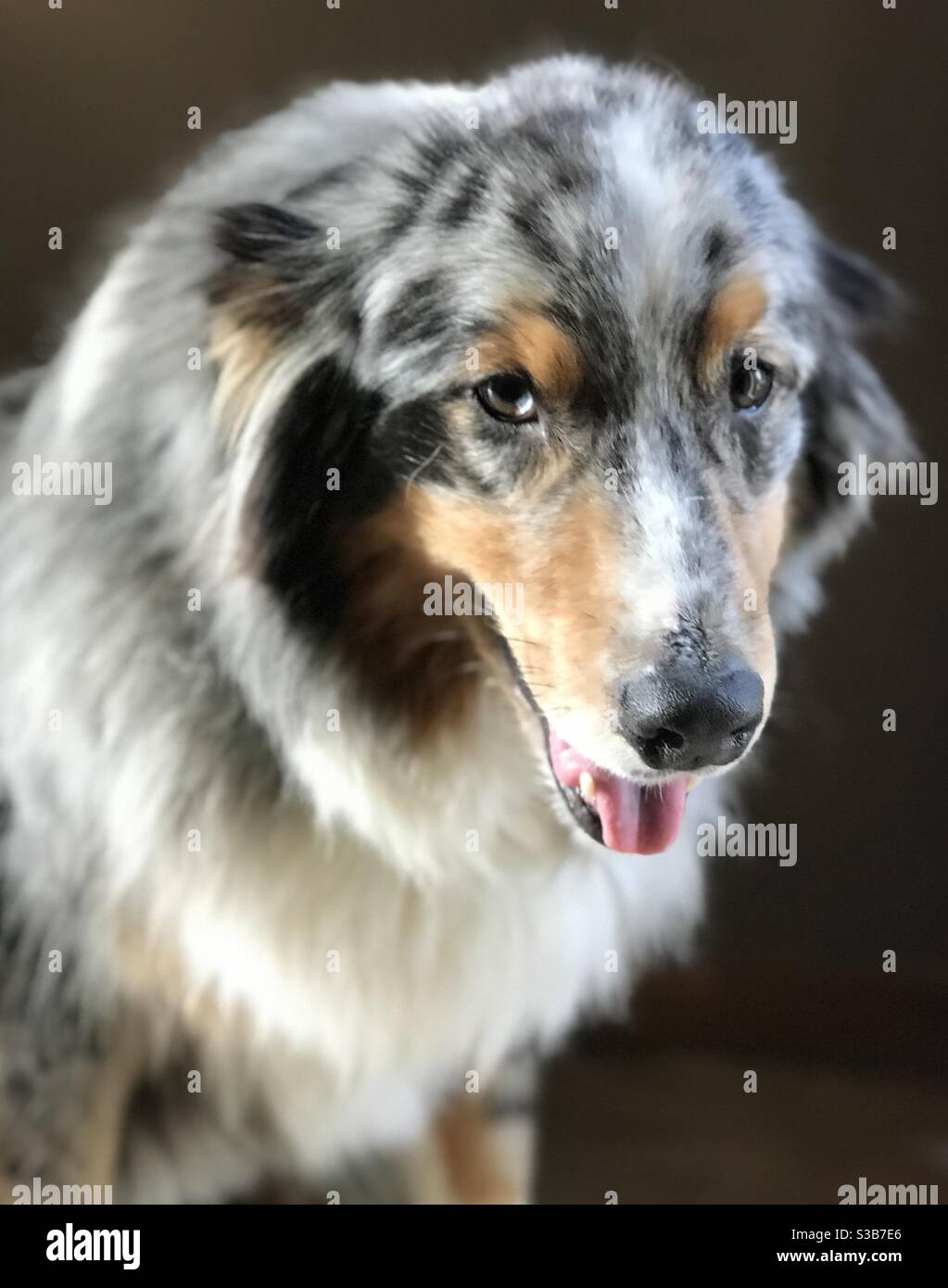 Berger australien merle bleu Banque de photographies et d’images à ...