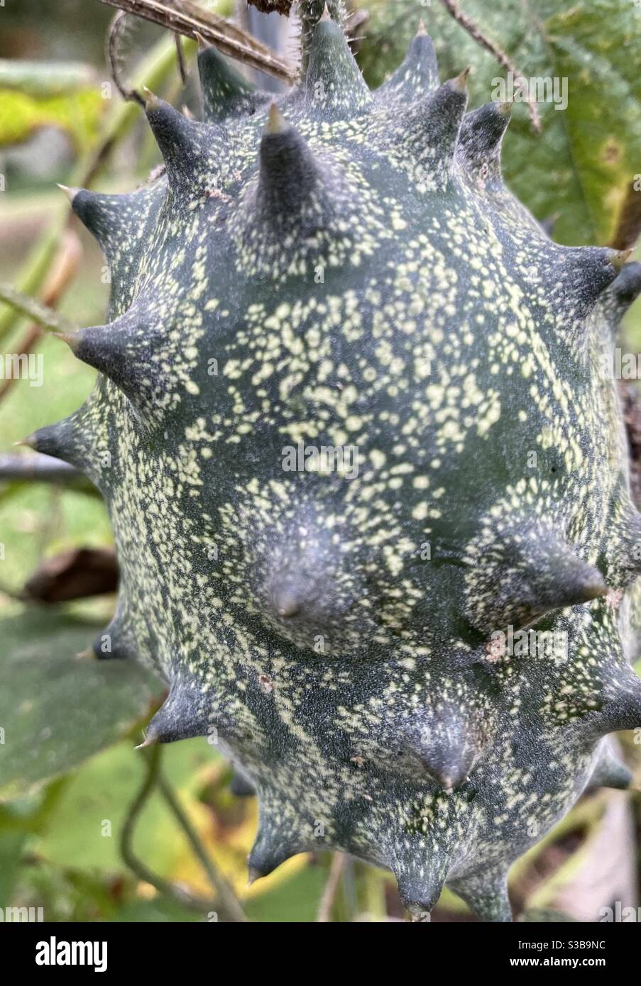 Jelly melon Banque de photographies et d’images à haute résolution - Alamy