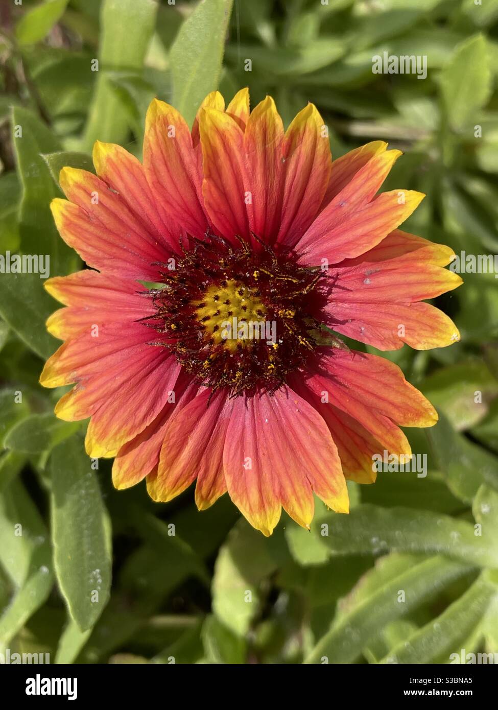 Fleurs jaunes rouges Banque de photographies et d’images à haute ...