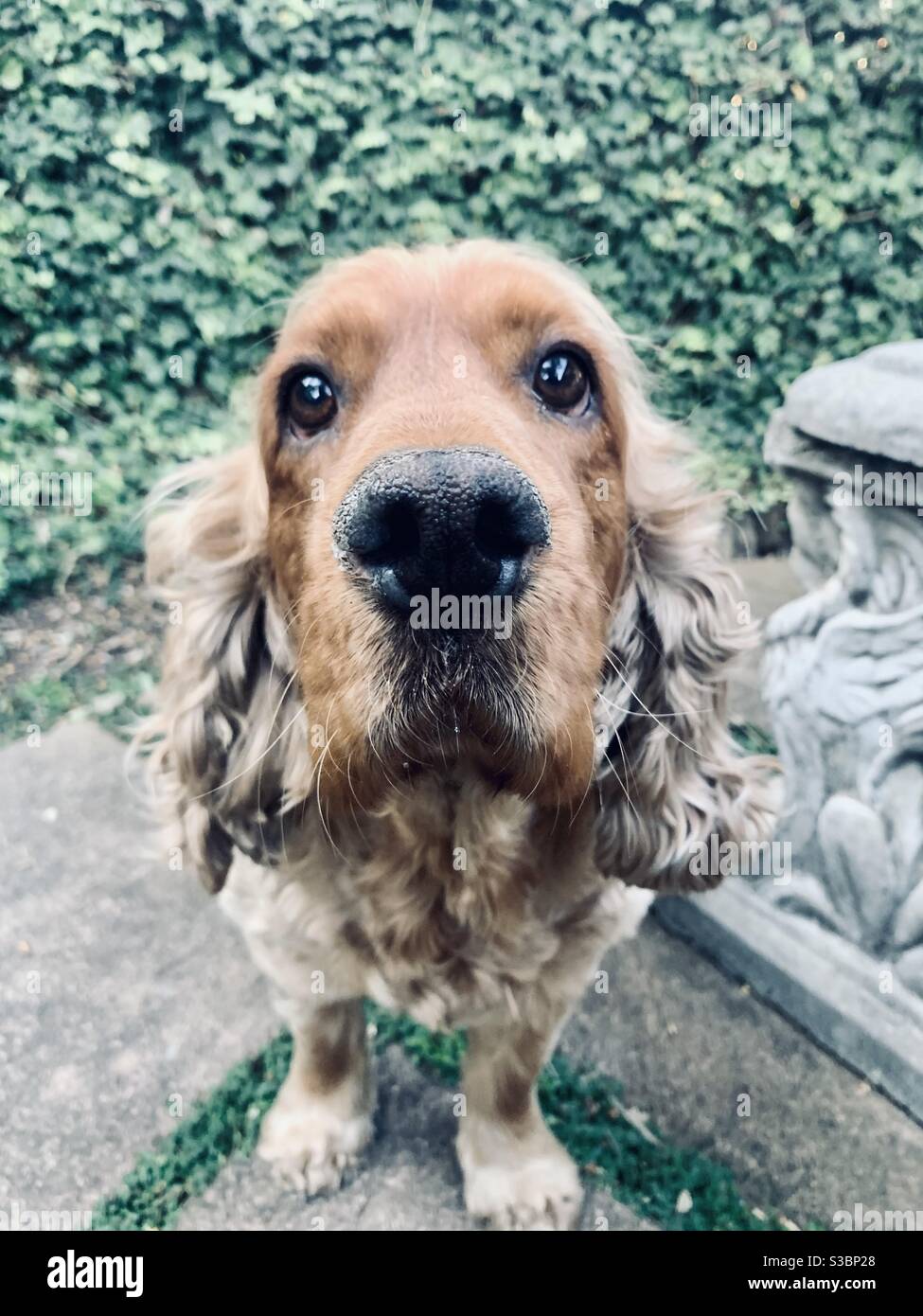 Cocker mignon Banque de photographies et d’images à haute résolution ...