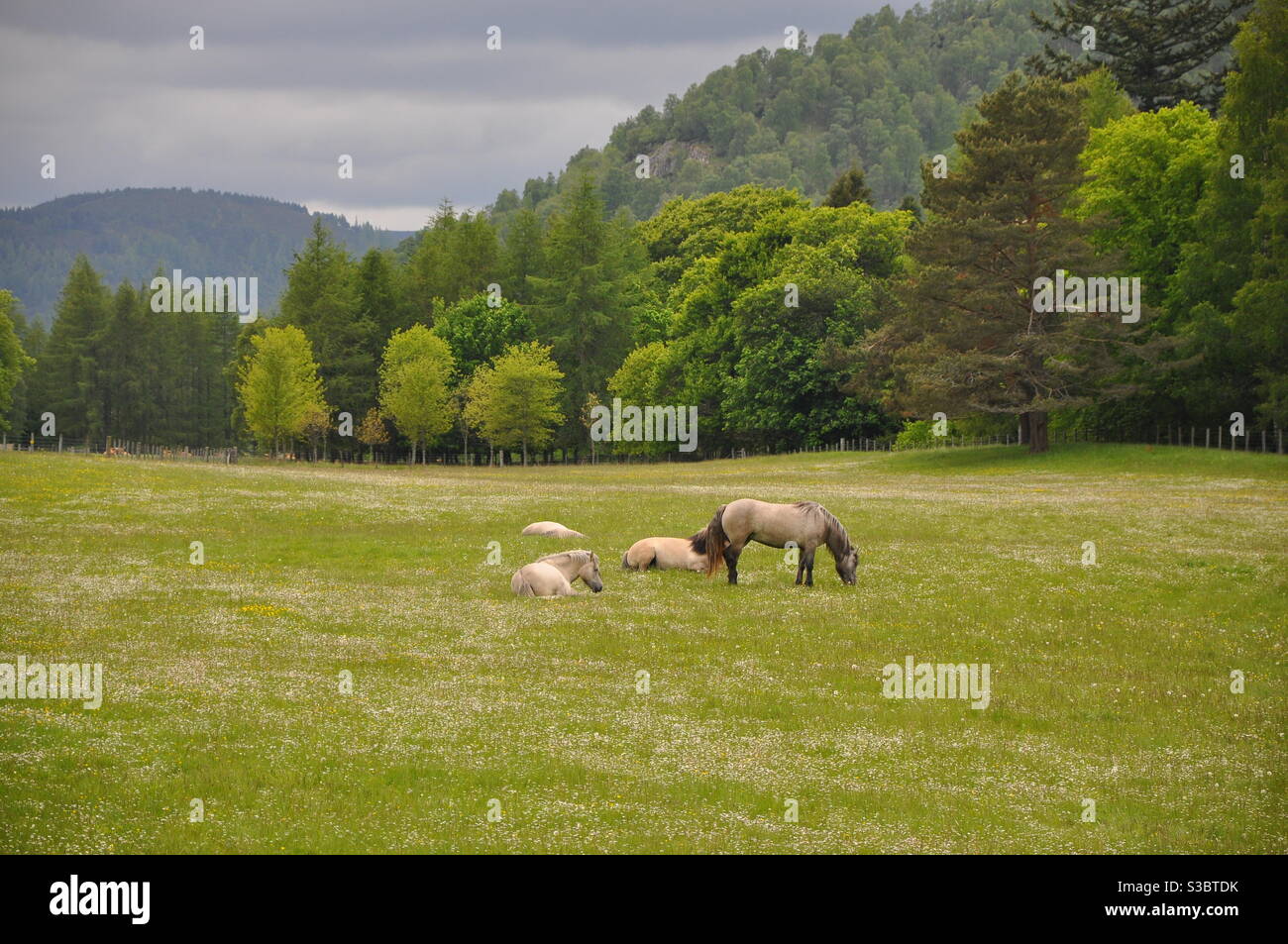 Champs de chevaux Banque de photographies et d’images à haute ...