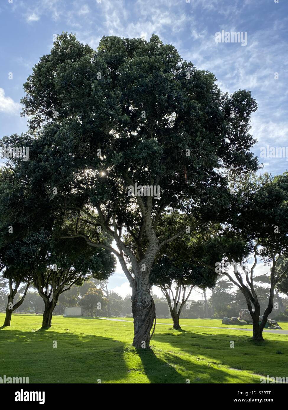 Le plus bel arbre Banque de photographies et d’images à haute ...
