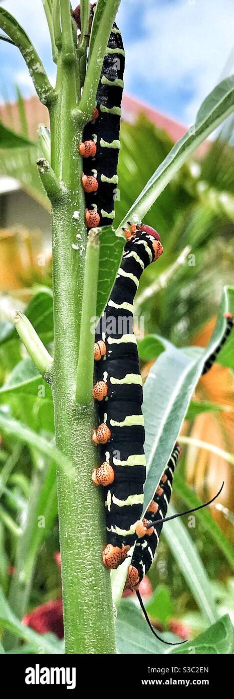 Chenille rasta Banque de photographies et d’images à haute résolution ...