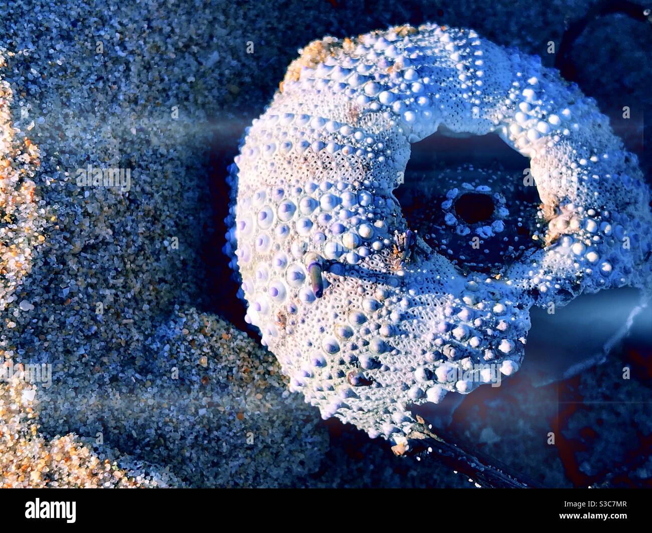 Oursin bleu Banque de photographies et d’images à haute résolution - Alamy