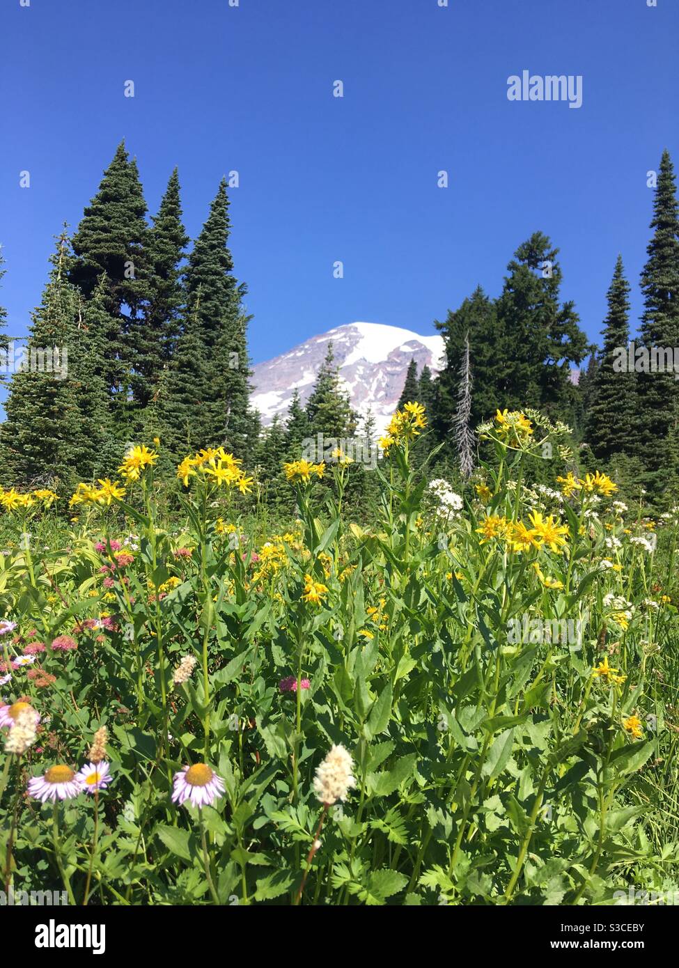 Mont rainier parc national paradis prairie Banque de photographies et d ...