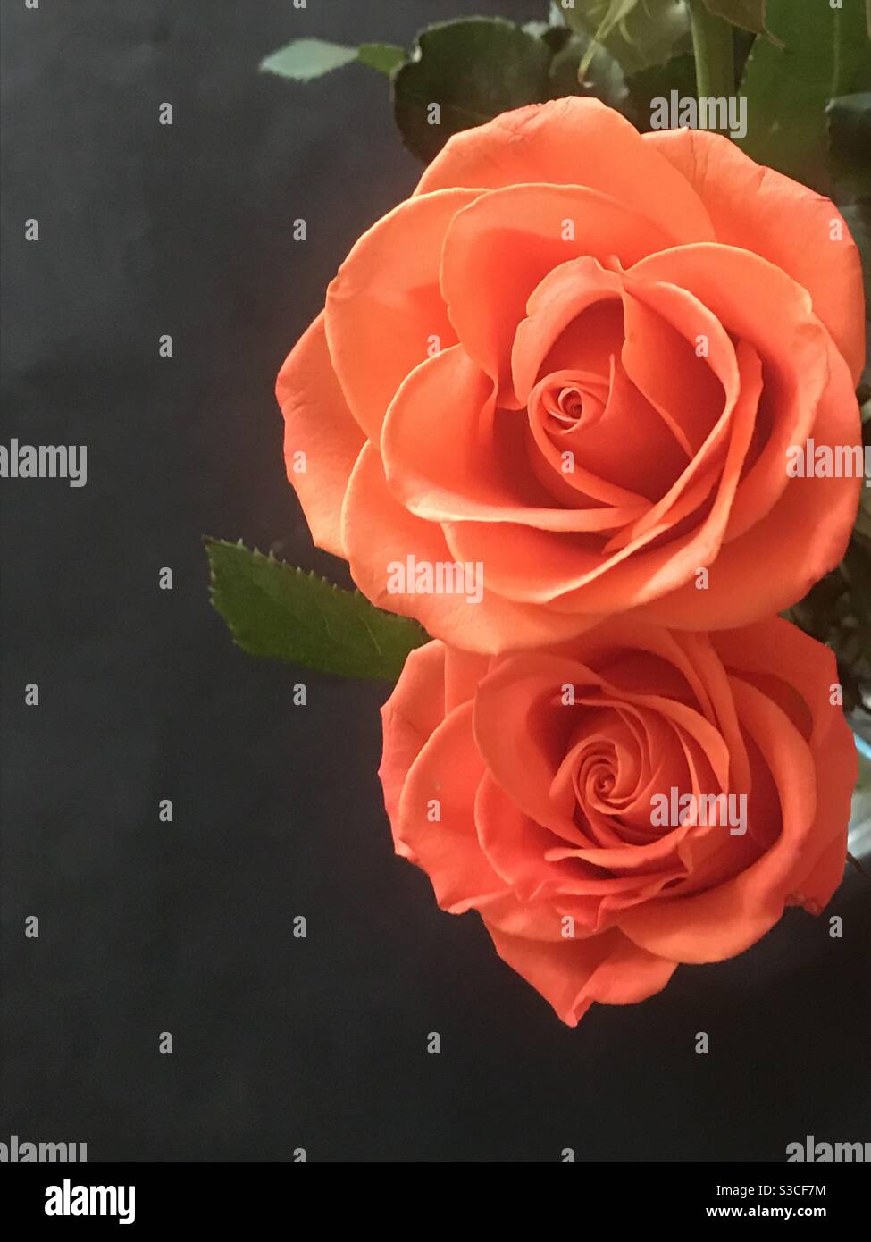 Fleurs de couleur saumon Banque de photographies et d’images à haute ...