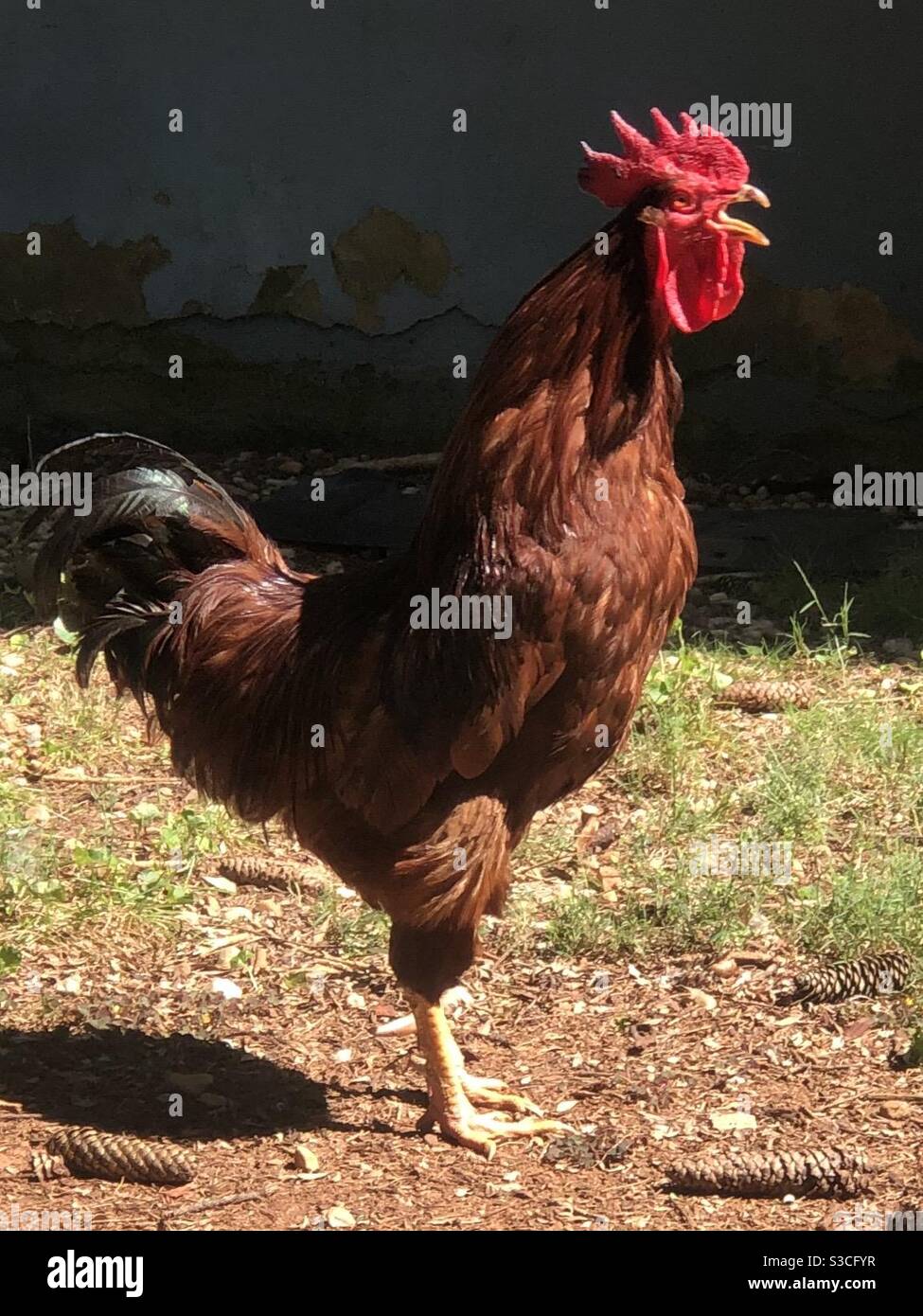 Le coq au plus rouge Banque de photographies et d’images à haute ...