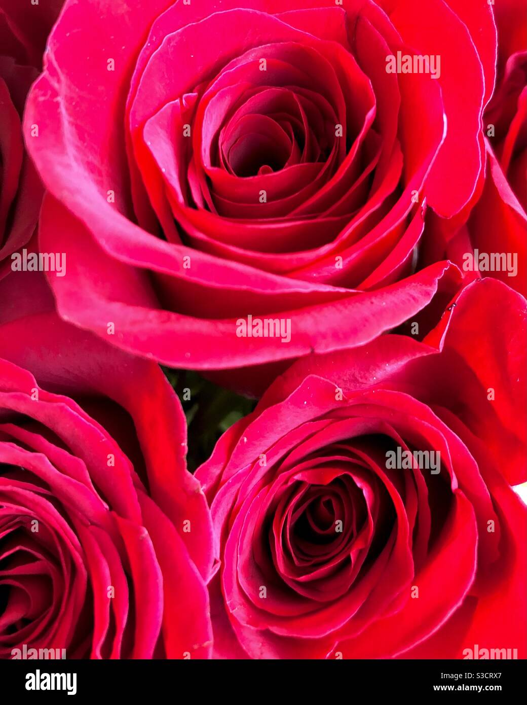 Trois roses Banque de photographies et d’images à haute résolution - Alamy