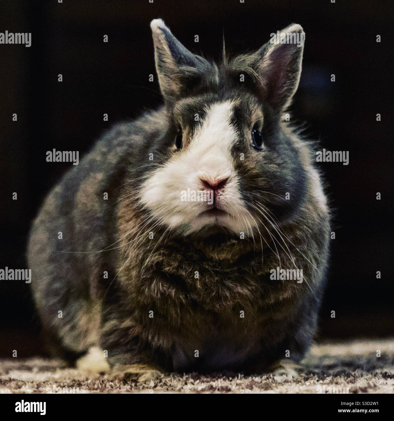 Portrait de lapin Banque de photographies et d’images à haute résolution - Alamy