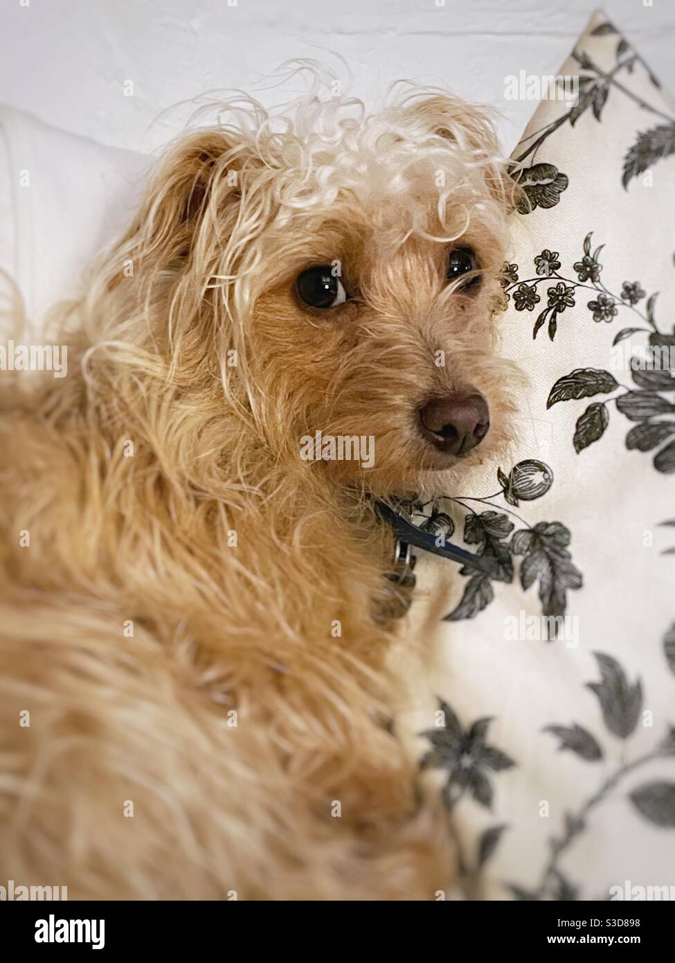 Jack russell cross poodle puppy Banque de photographies et d’images à ...