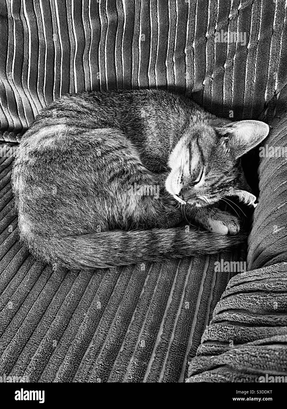 Chat noir et blanc qui dort Banque de photographies et d’images à haute ...
