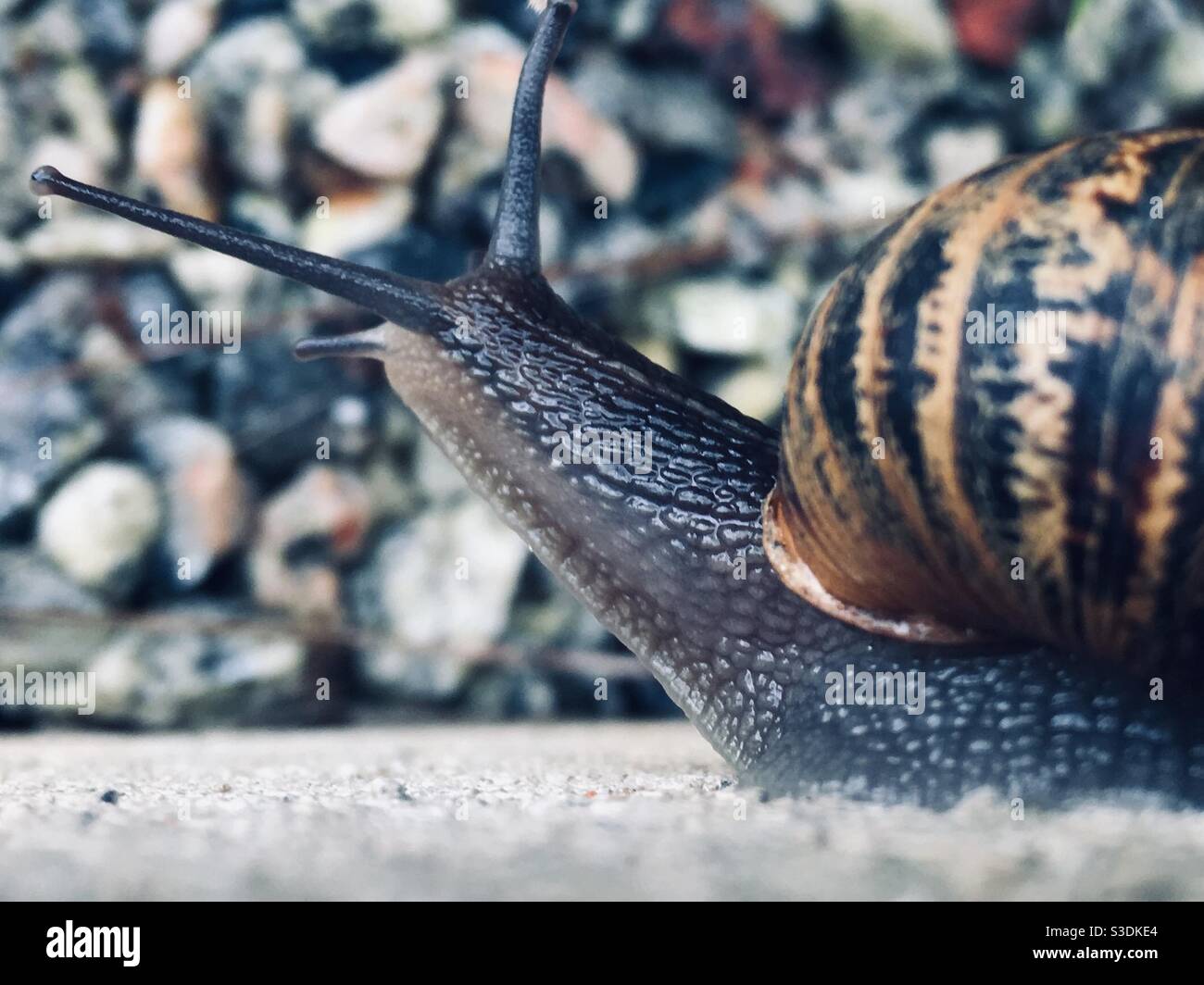 Escargot lent Banque de photographies et d’images à haute résolution ...