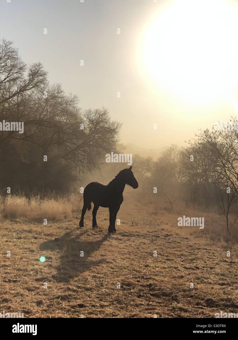 Etalon noir Banque de photographies et d’images à haute résolution - Alamy