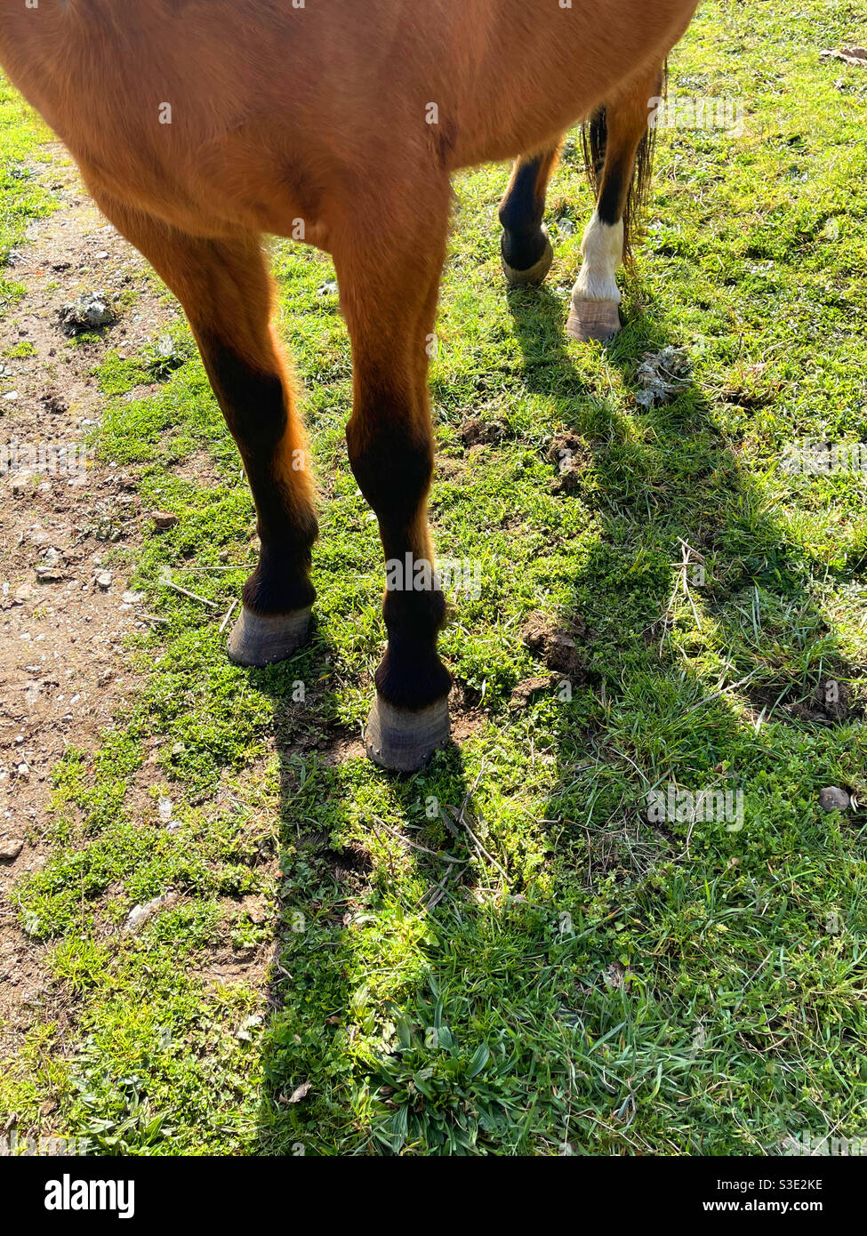 Jambes de cheval Banque de photographies et d’images à haute résolution ...