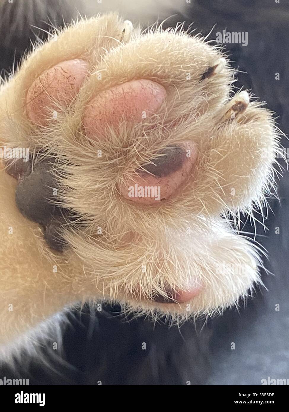 Chat patte Banque de photographies et d’images à haute résolution - Alamy