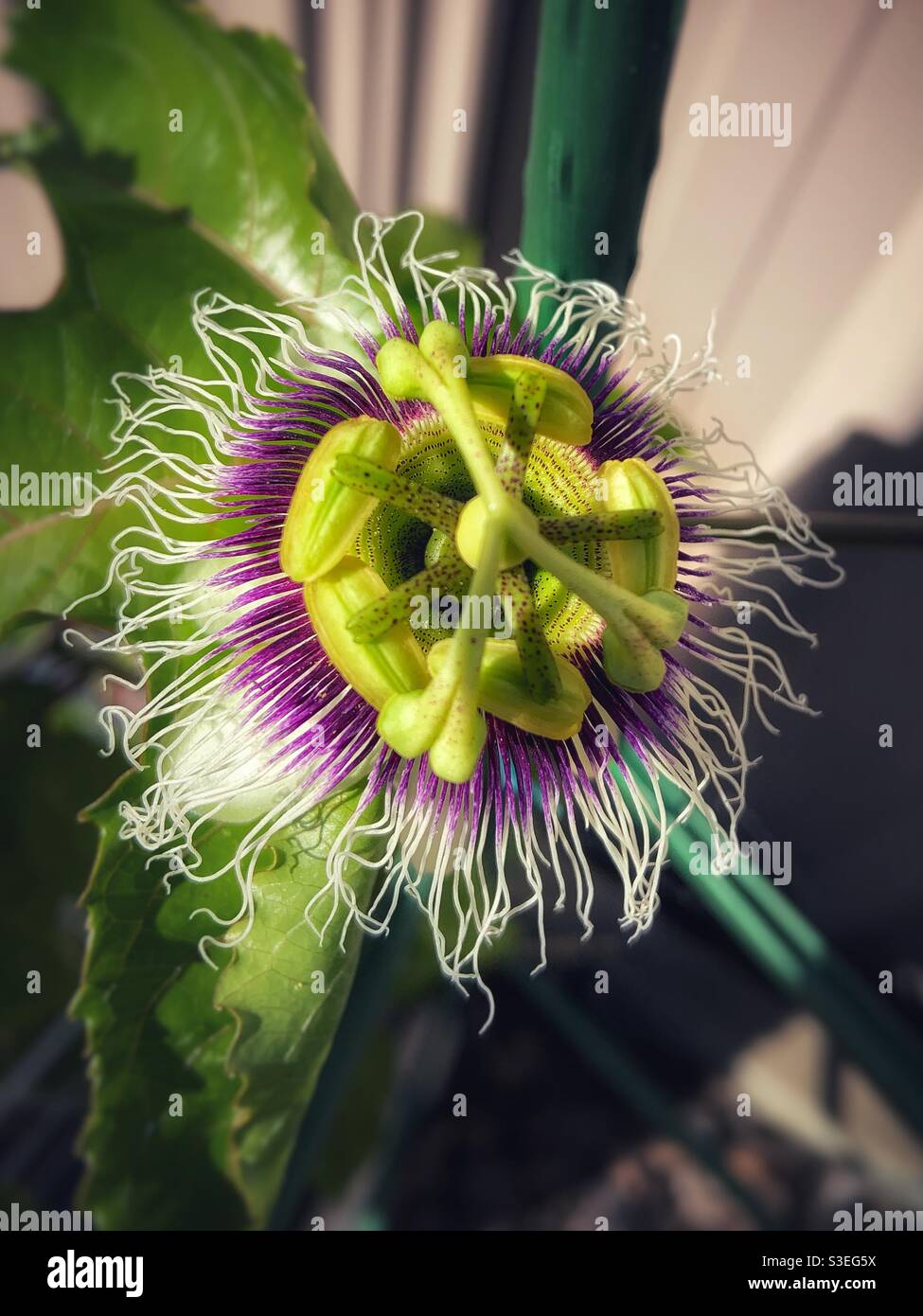 Fleur de fruit Banque de photographies et d’images à haute résolution ...