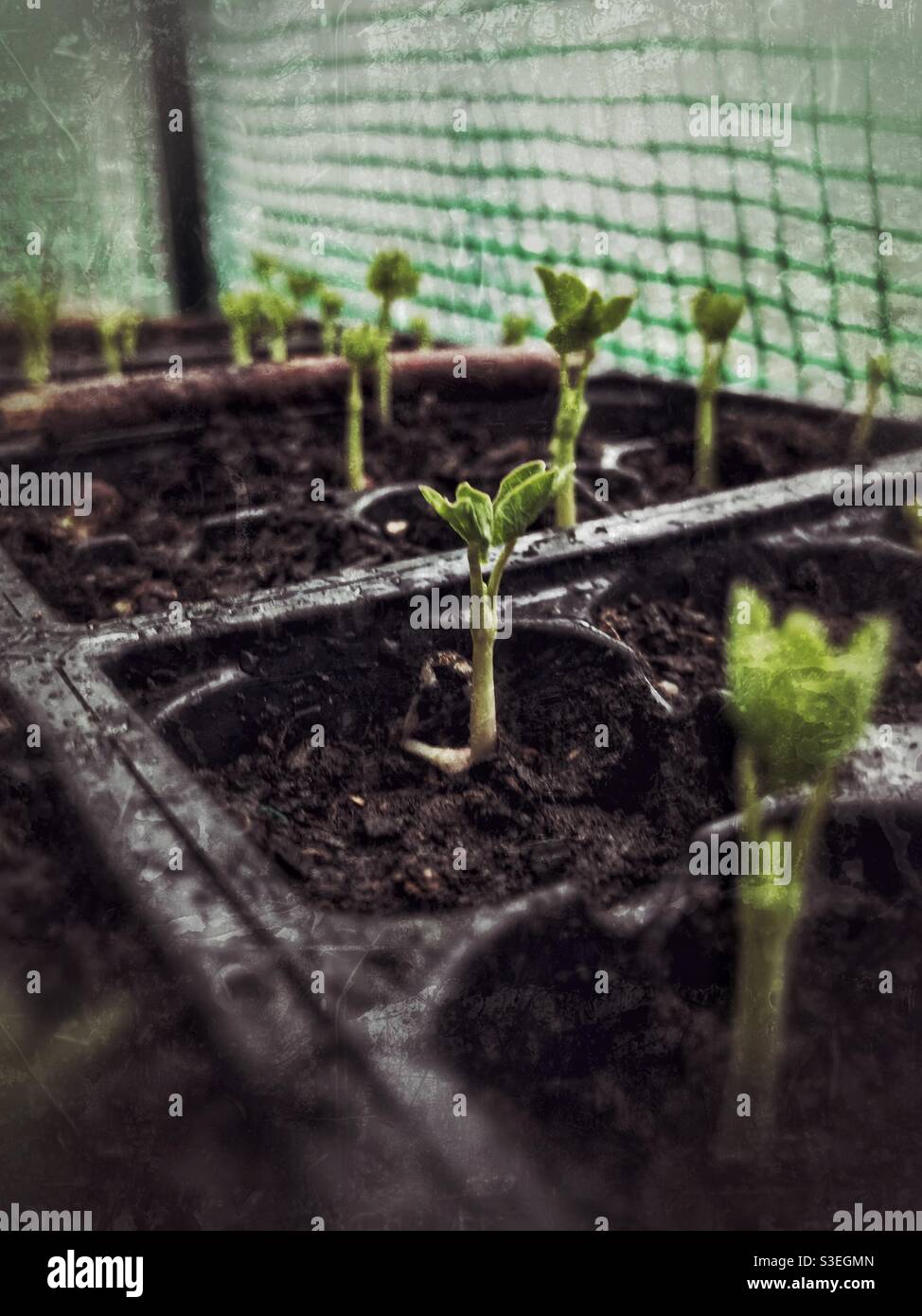 Pousse pousse de fleurs Banque de photographies et d’images à haute ...