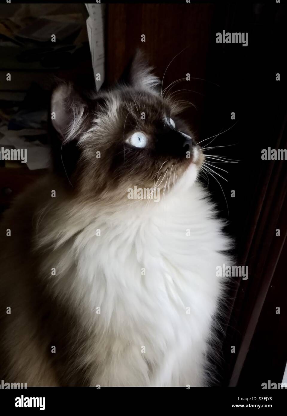 Ragdoll bleu Banque de photographies et d’images à haute résolution - Alamy