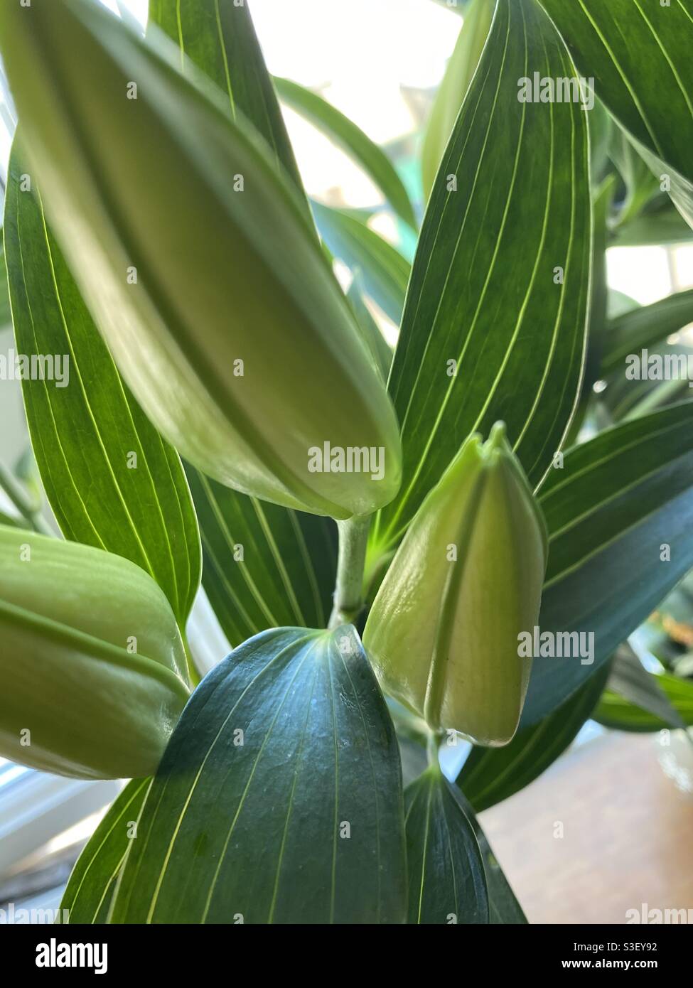 Feuille de lys Banque de photographies et d’images à haute résolution ...