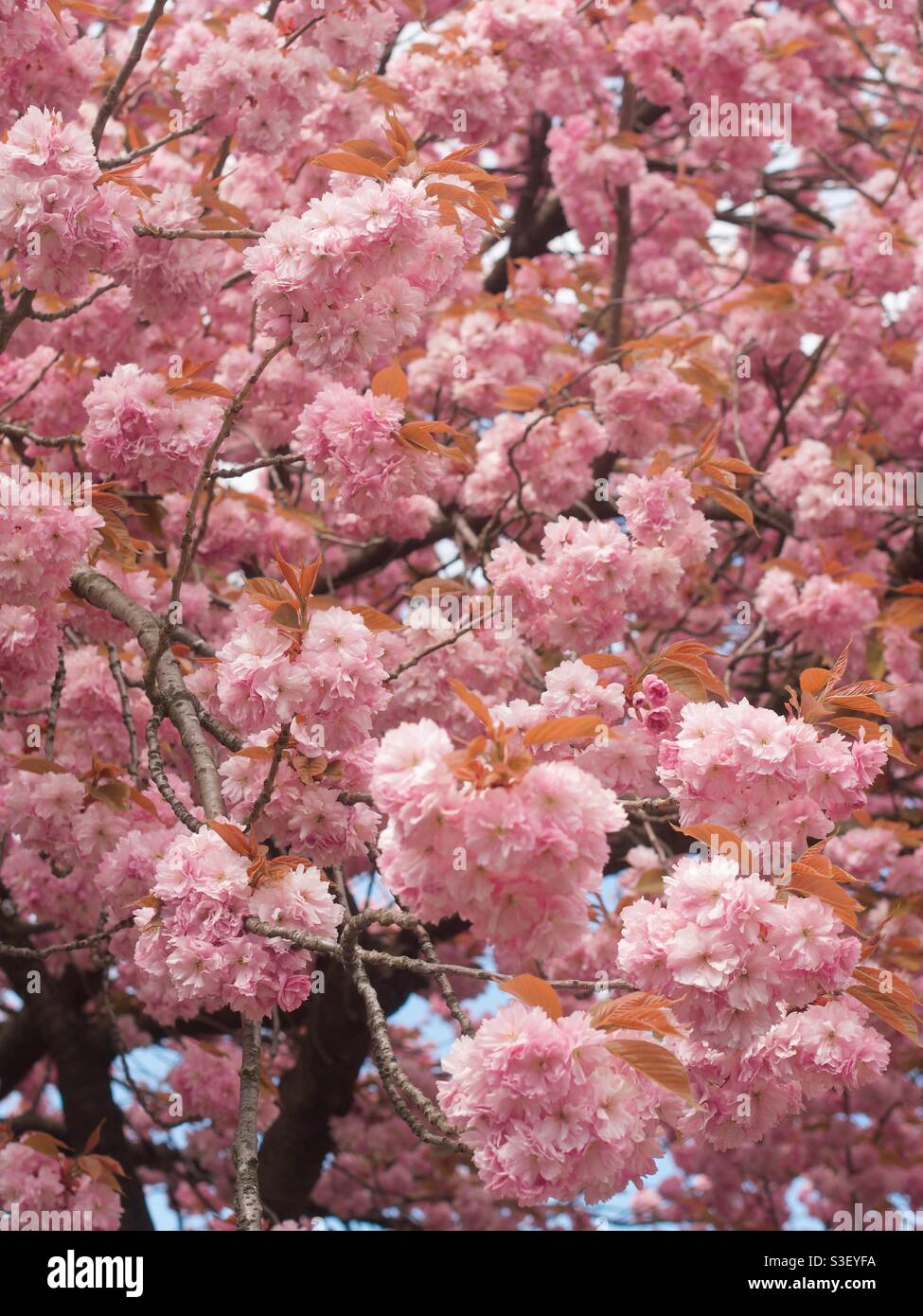 Arbre de fleur rose Banque de photographies et d’images à haute ...