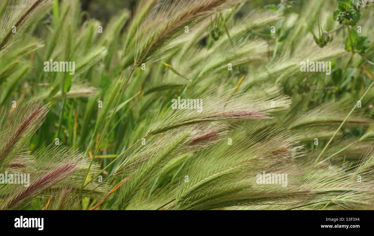 Orge sauvage Banque de photographies et d’images à haute résolution - Alamy