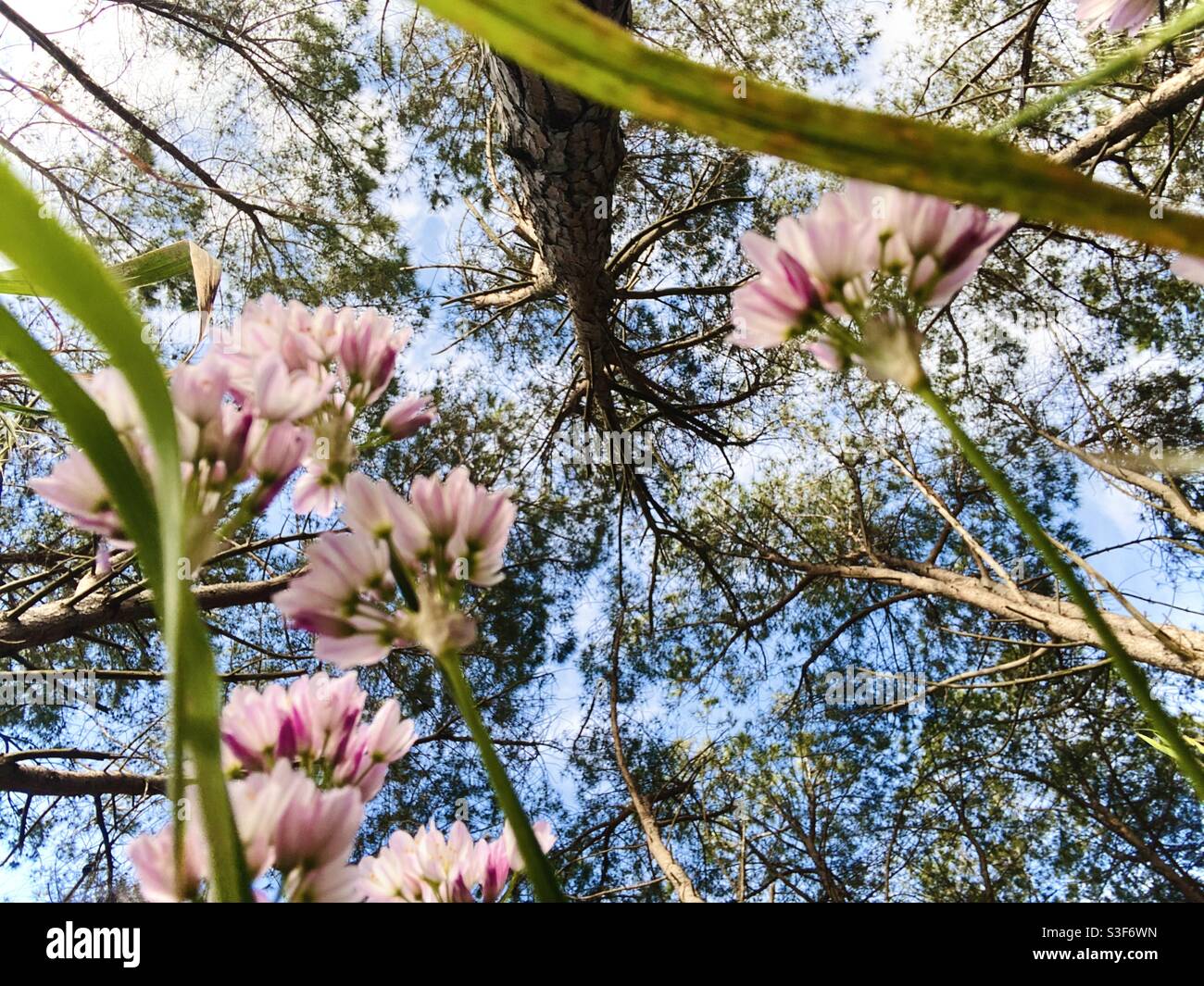 Fleurs sauvages rose vif Banque de photographies et d’images à haute ...