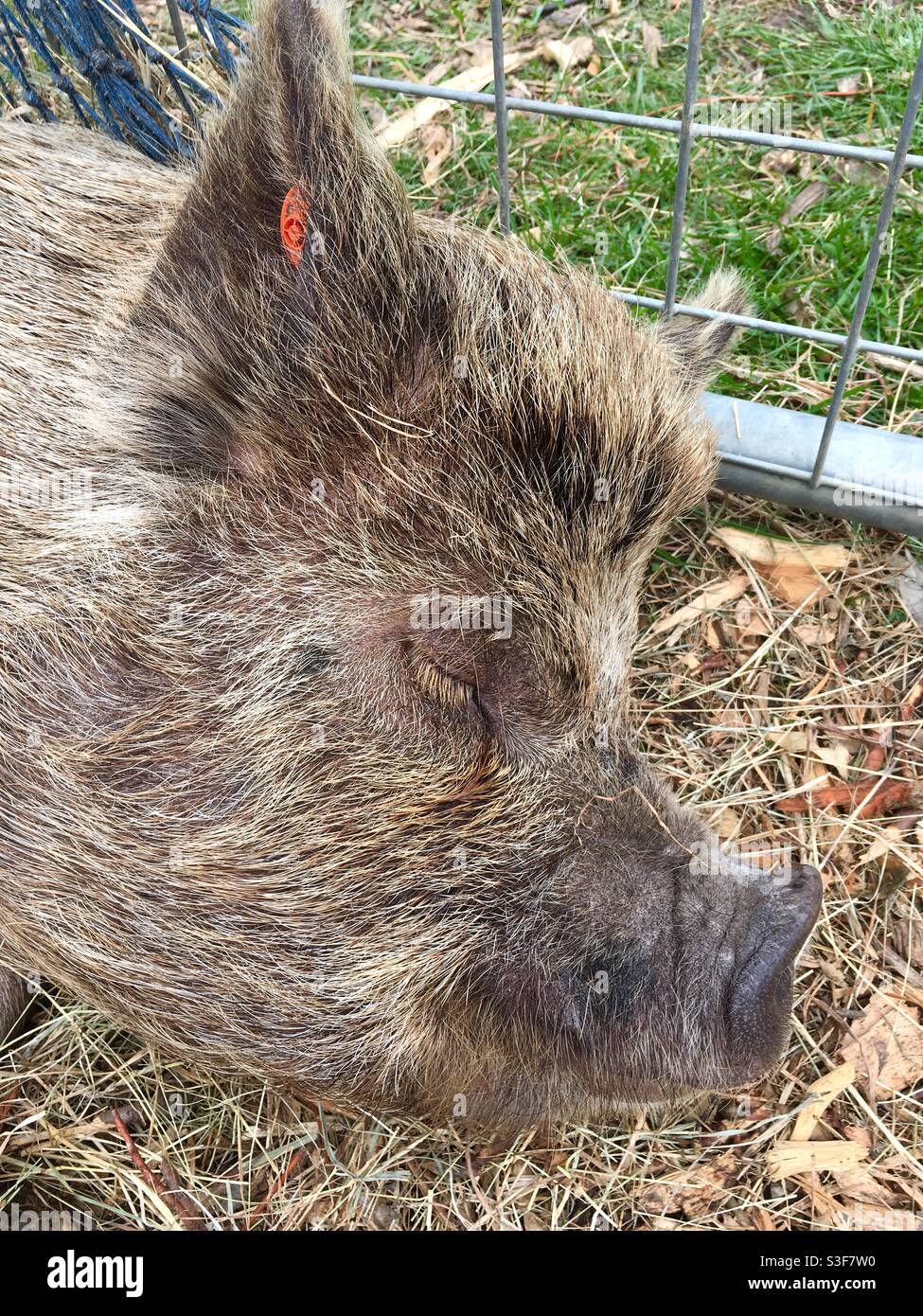 Cochon paresseux Banque de photographies et d’images à haute résolution ...