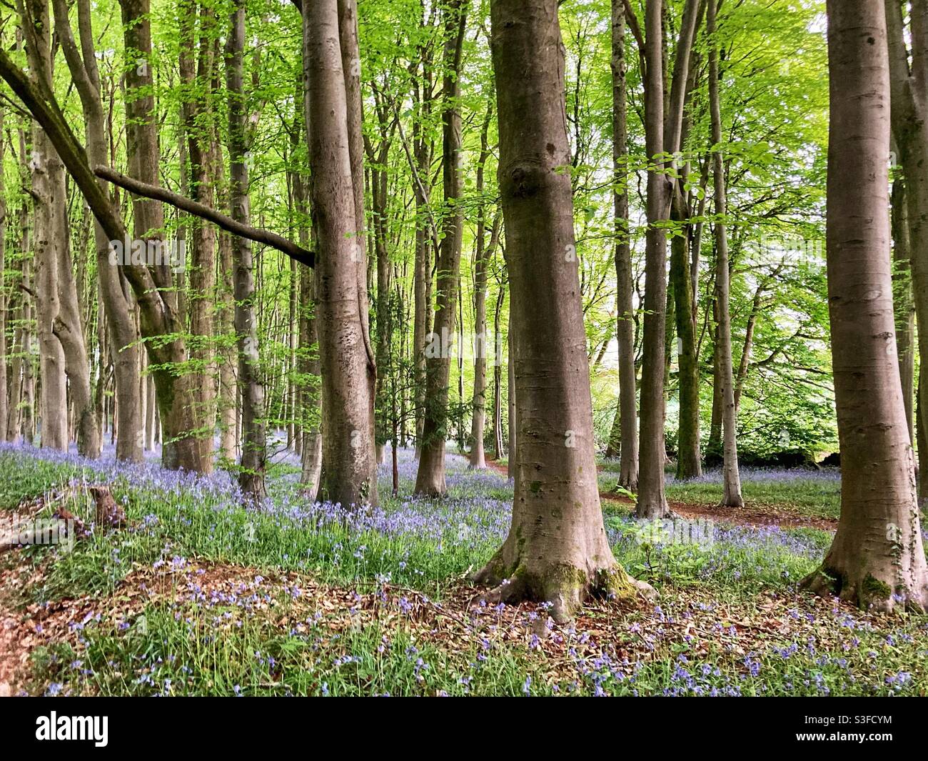 Wrington somerset Banque de photographies et d’images à haute ...