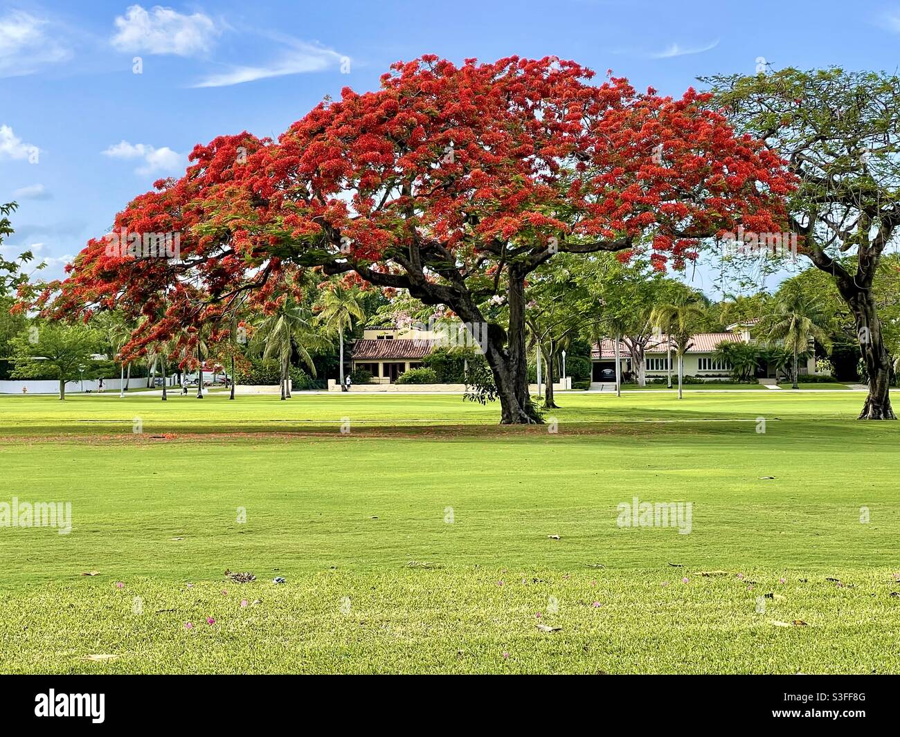 Arbre flamboyant royal poinciana Banque de photographies et d’images à ...