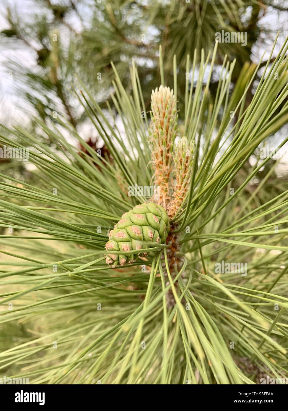 Fruit de pin Banque de photographies et d’images à haute résolution - Alamy