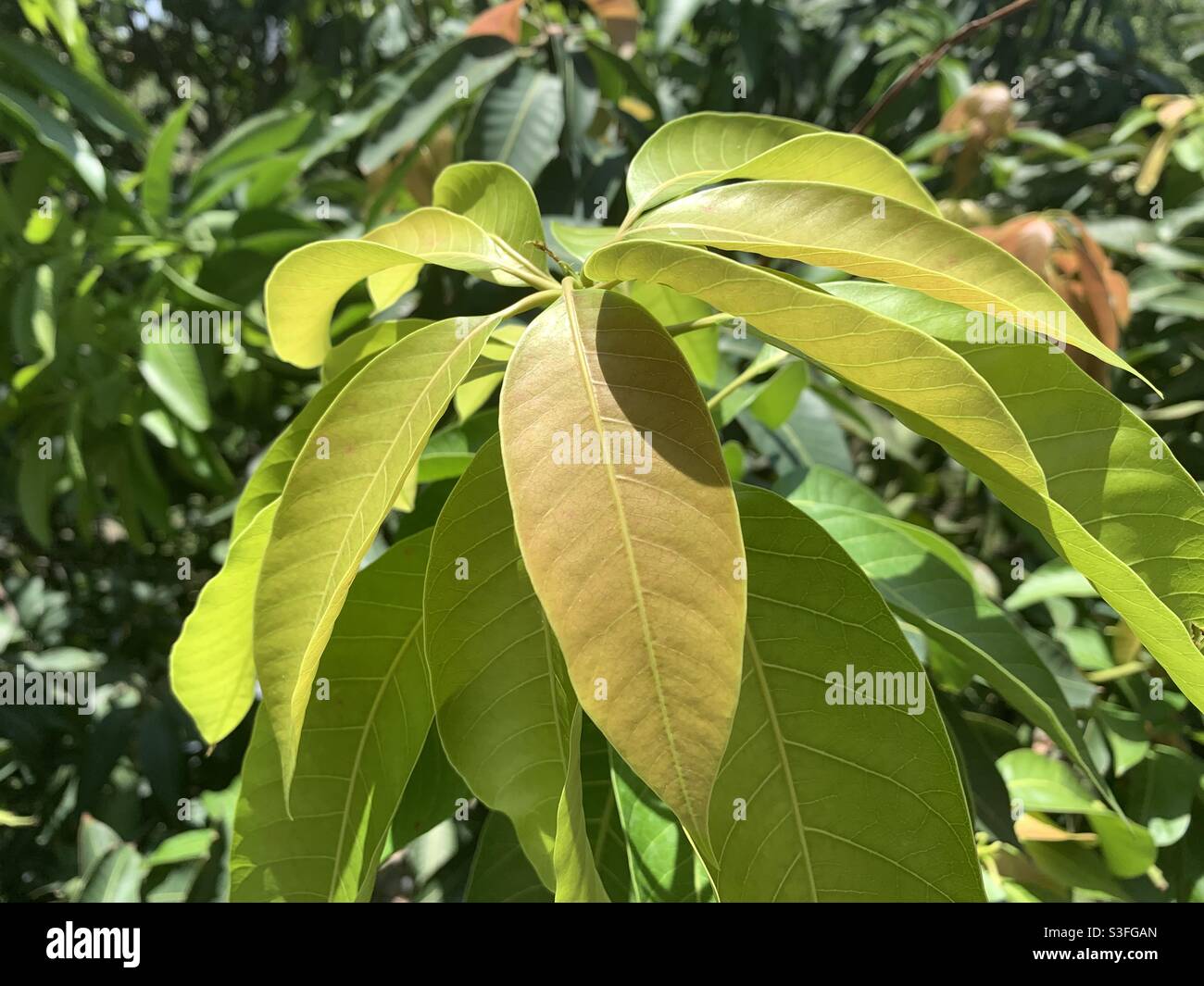 Manguier mangifera indica Banque de photographies et d’images à haute ...