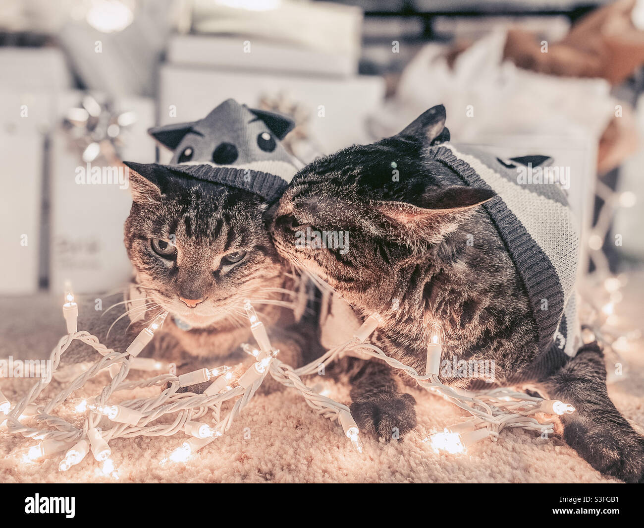 Chats de noel Banque de photographies et d’images à haute résolution ...