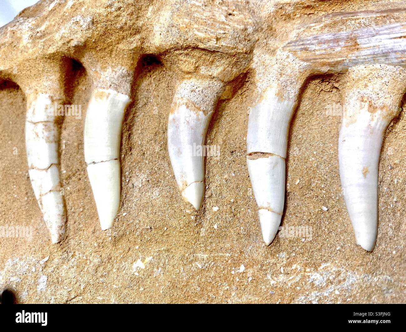 Fossil teeth Banque de photographies et d’images à haute résolution - Alamy