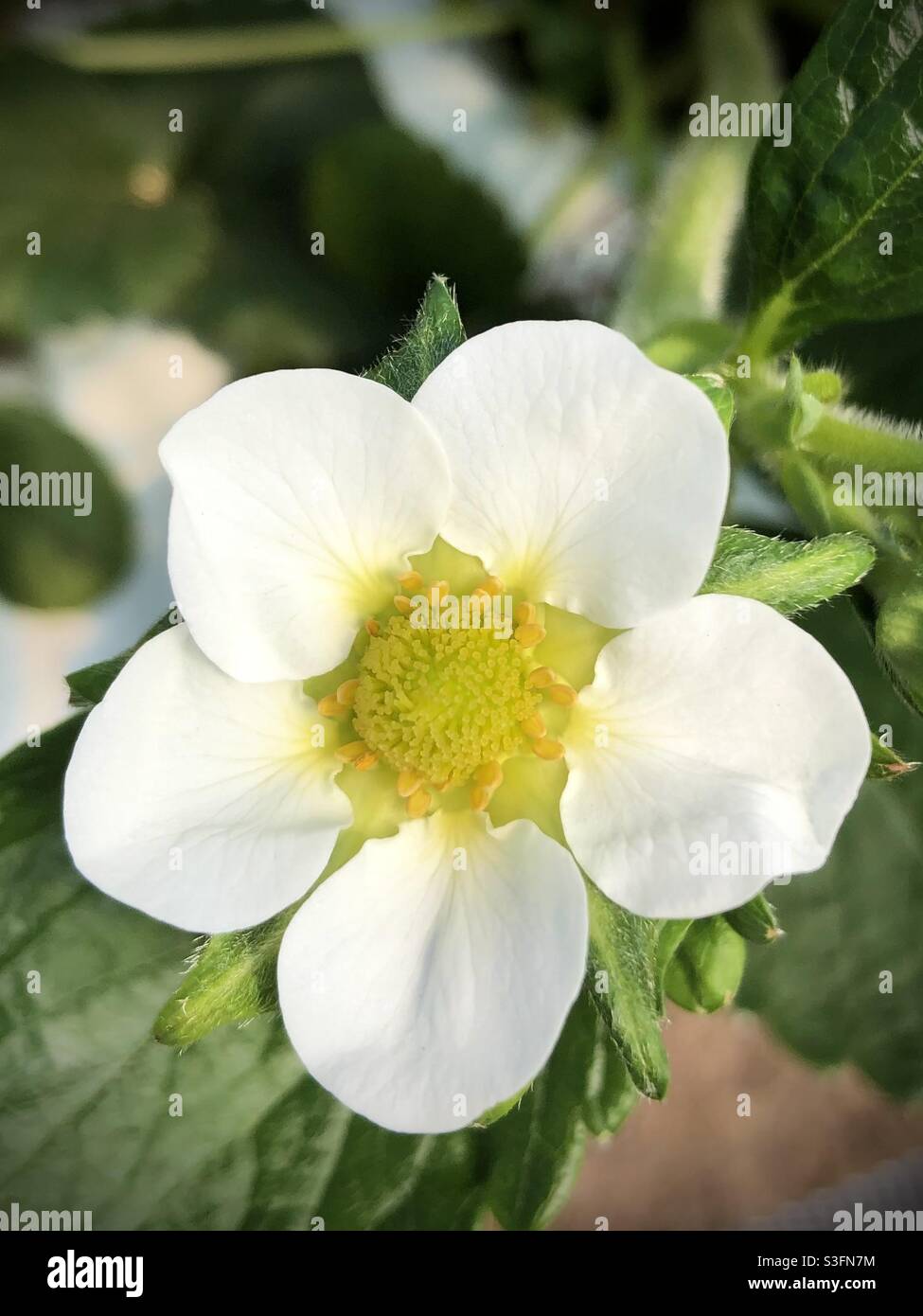Fleur de fraise blanche Banque de photographies et d’images à haute ...