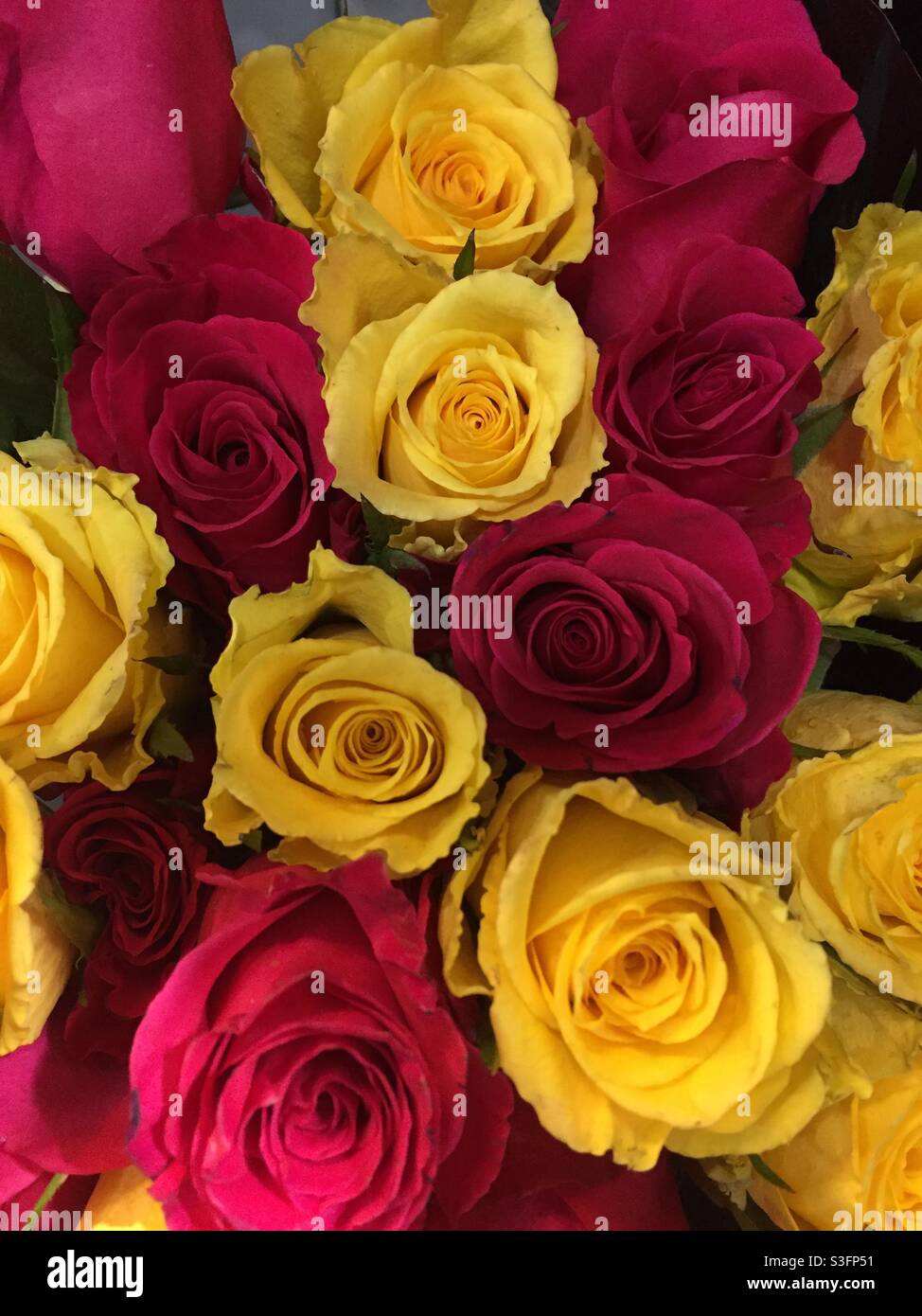 Roses rouges et jaunes Banque de photographies et d’images à haute ...
