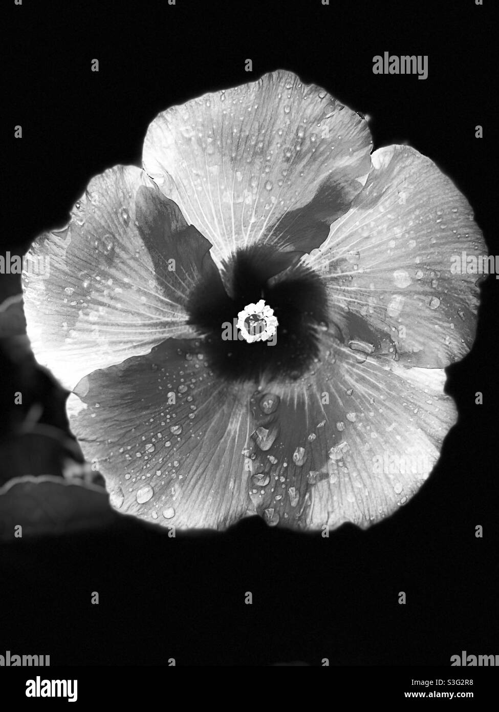 Fleur blanche avec des gouttes de pluie Banque d'images noir et blanc ...