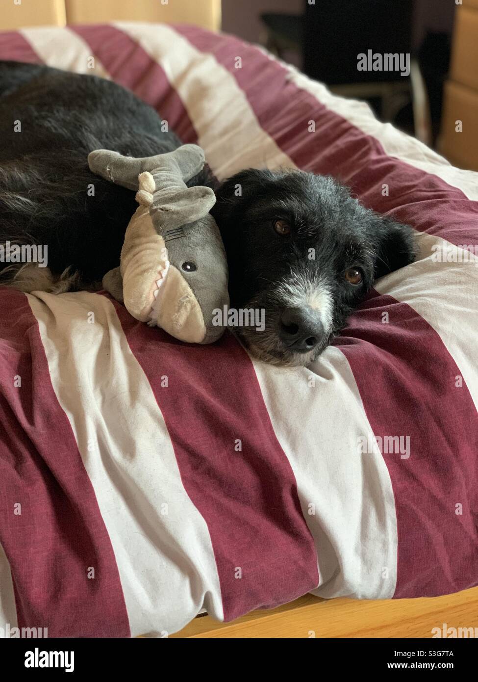 Requin chien Banque de photographies et d’images à haute résolution - Alamy