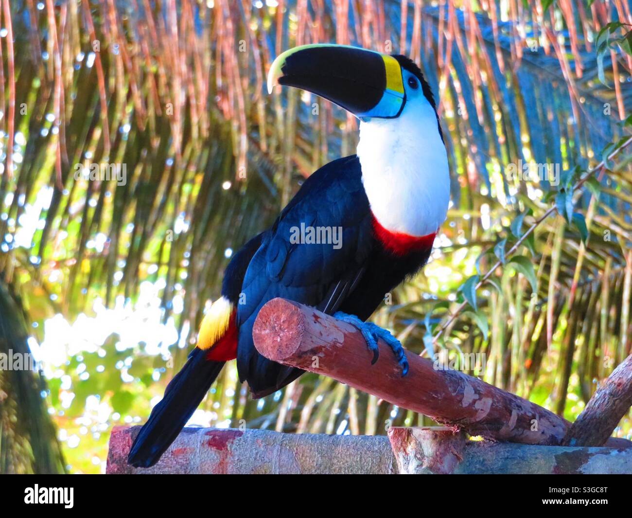 Toucan amazon peru Banque d'image et photos - Alamy