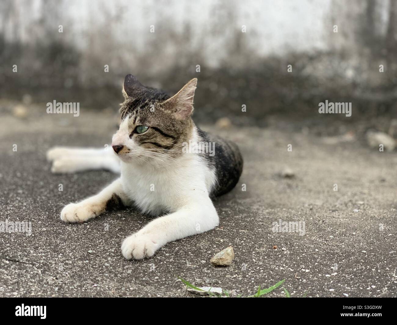 Chats de rue Banque de photographies et d’images à haute résolution - Alamy