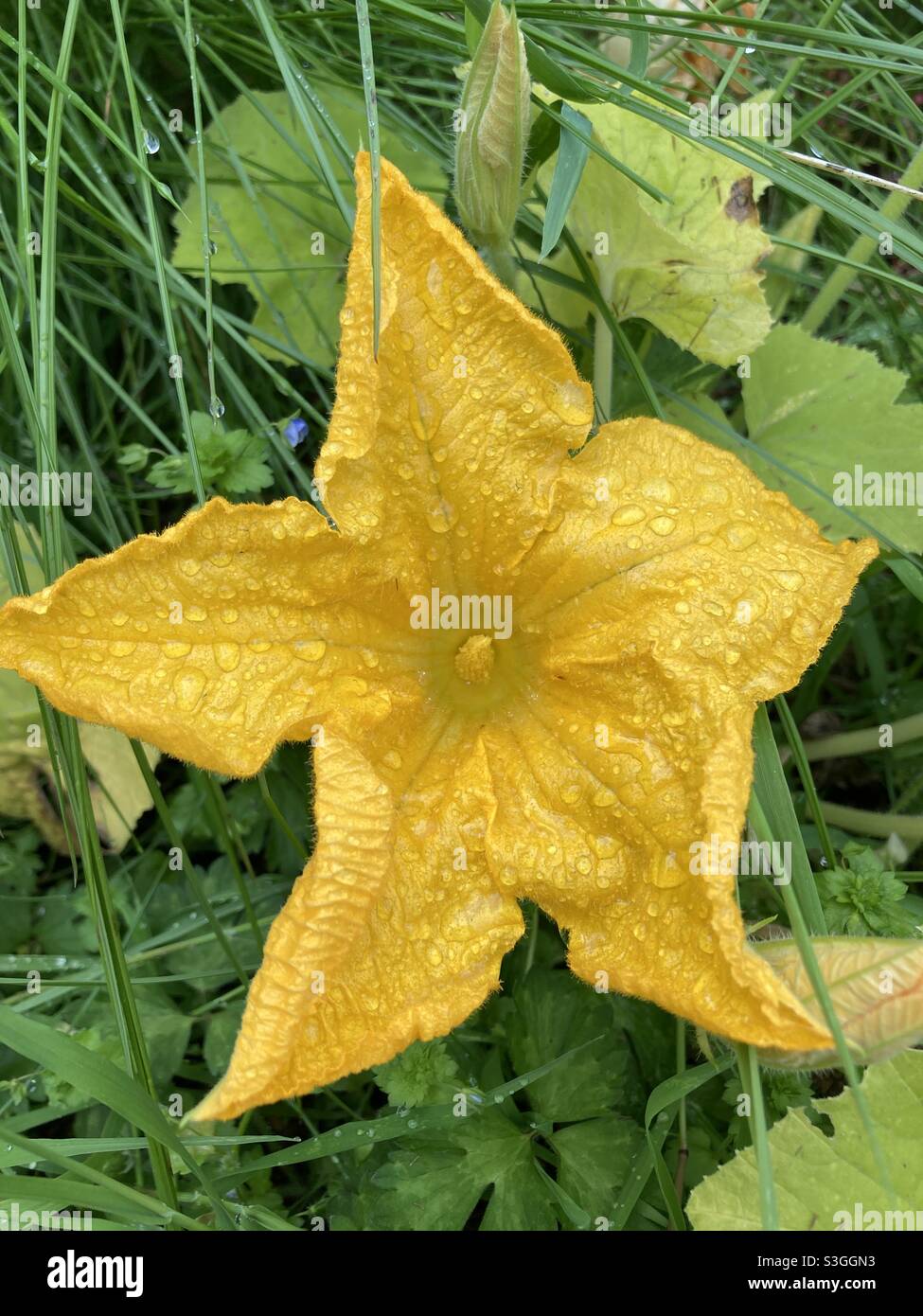 Fleur de citrouille Banque de photographies et d’images à haute ...