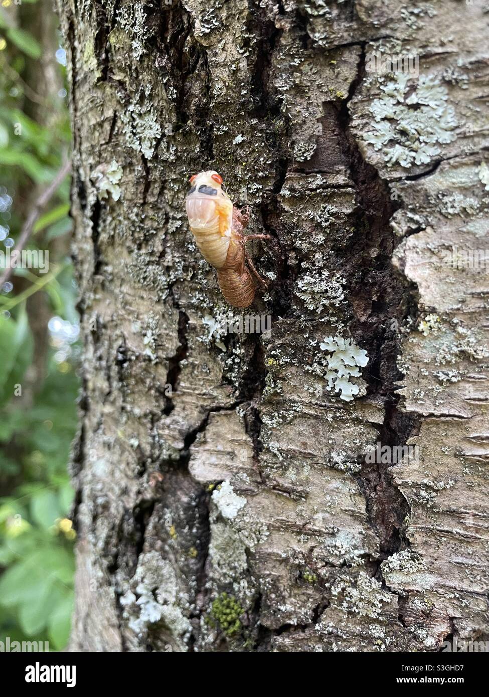 La mue des insectes Banque de photographies et d’images à haute ...