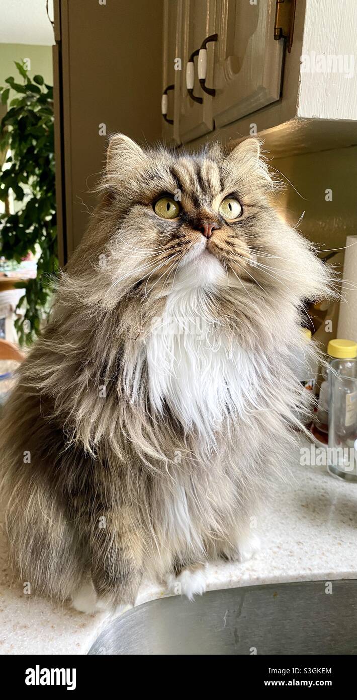 Chat persan ragdoll Banque de photographies et d’images à haute ...