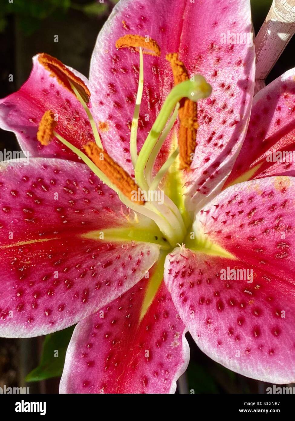 Style pistil Banque de photographies et d’images à haute résolution - Alamy