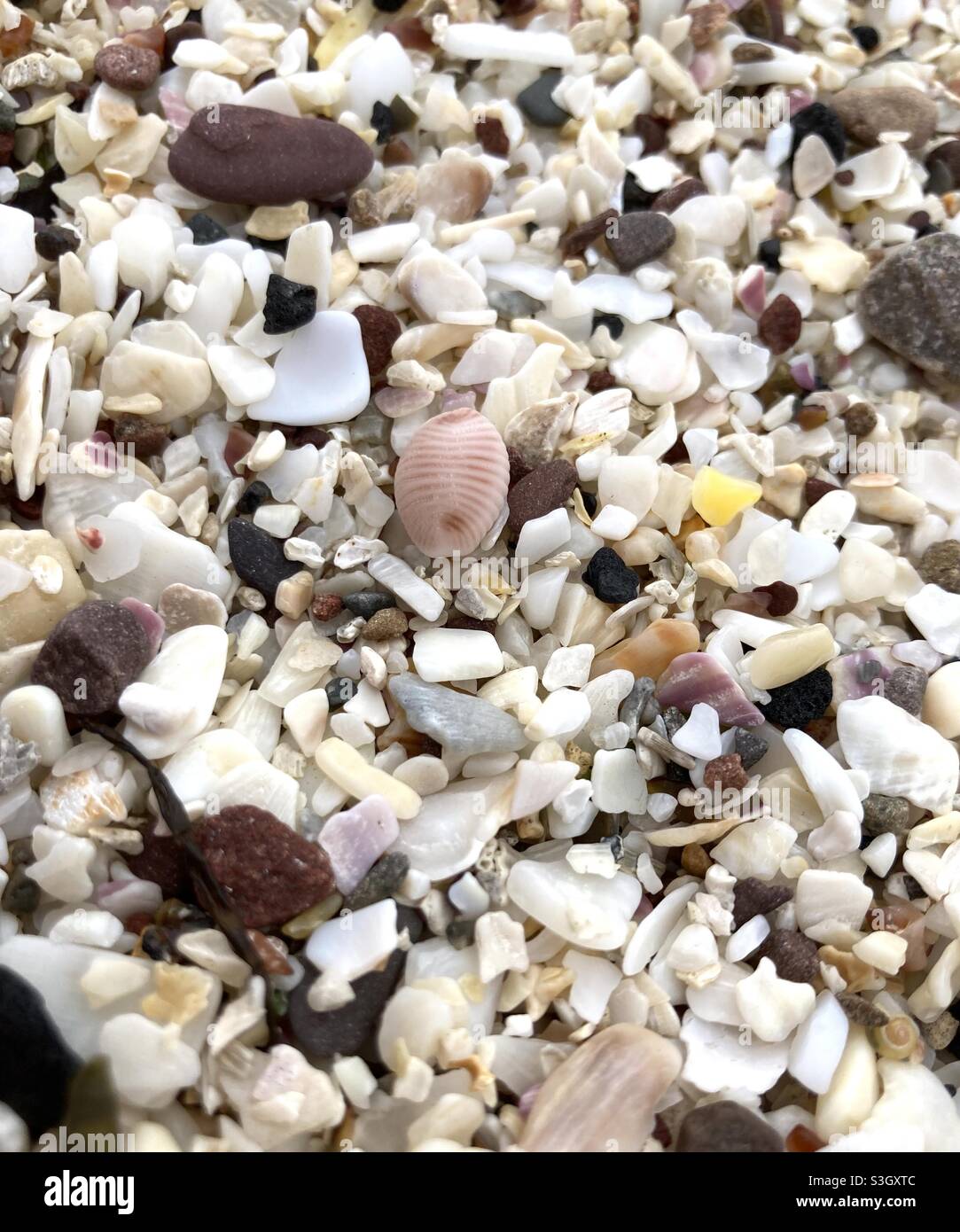 Cauri shells Banque de photographies et d’images à haute résolution - Alamy