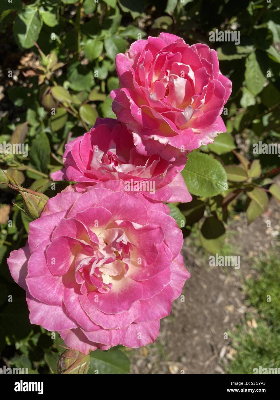Trois roses Banque de photographies et d’images à haute résolution - Alamy