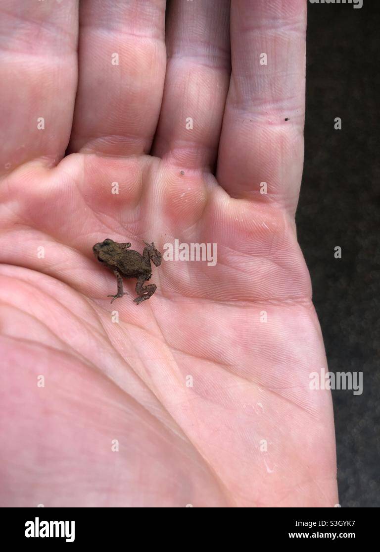 Petit crapaud à la main Banque de photographies et d’images à haute ...
